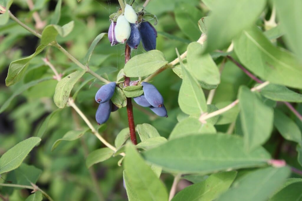 A Few More Haskap/Honeyberry Pictures | Alberta Home Gardening