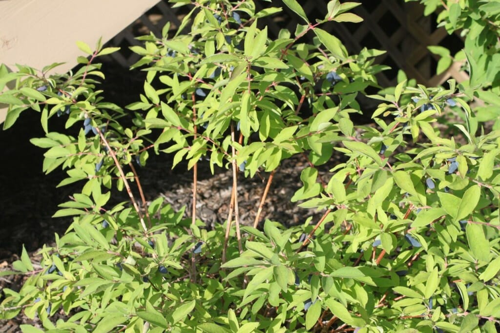A Few More Haskap/Honeyberry Pictures | Alberta Home Gardening