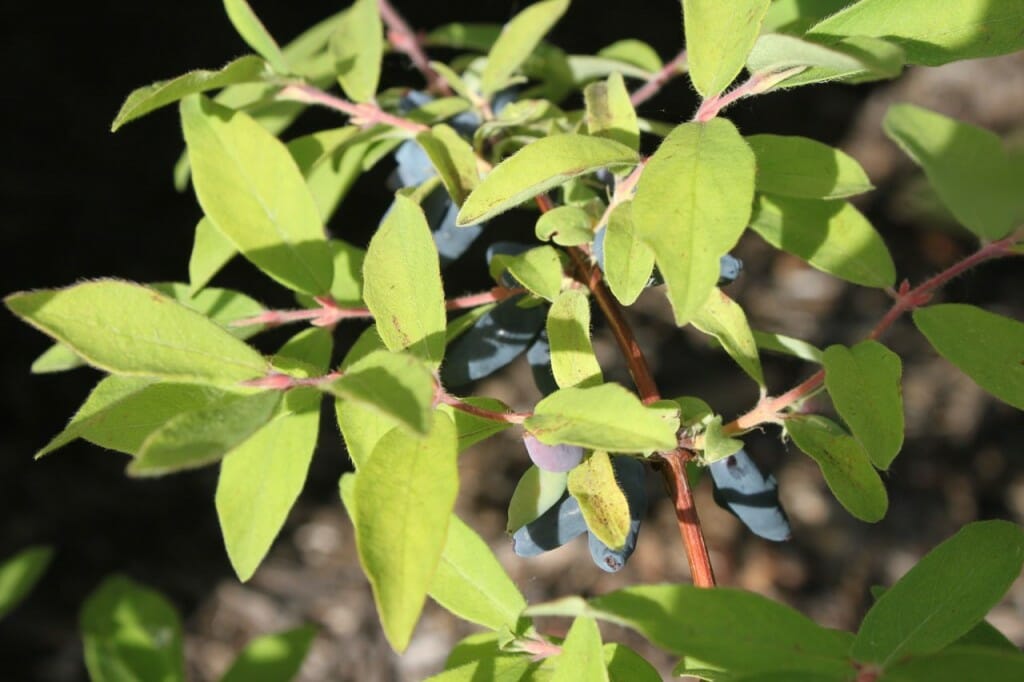 A Few More Haskap/Honeyberry Pictures | Alberta Home Gardening